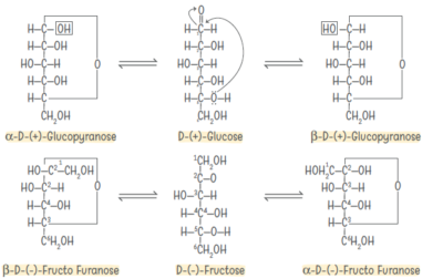 Biomolecules Class 12 Notes Chemistry Chapter 14 CBSE