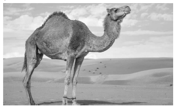 NCERT Solutions for Class 12 Biology Chapter 7 Evolution