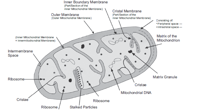 NCERT Solutions for Class 11 Biology Chapter 8 Cell The Unit of Life