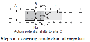 NCERT Solutions for Class 11 Biology Chapter 21 Neural Control and ...