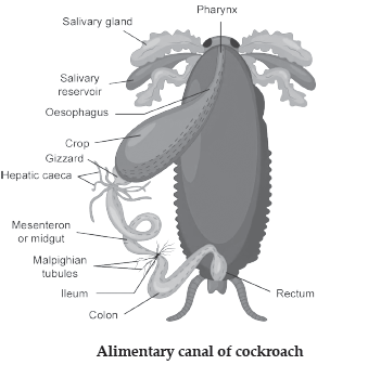 NCERT Solutions for Class 11 Biology Chapter 7 Structural Organisation ...