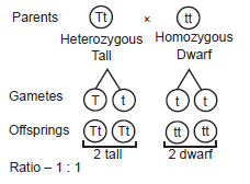 NCERT Solutions for Class 12 Biology Chapter 5 Principles of ...