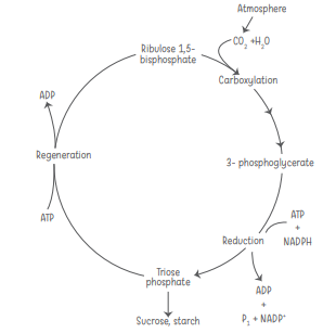 Photosynthesis In Higher Plants Class 11 Notes Biology Chapter 13 CBSE
